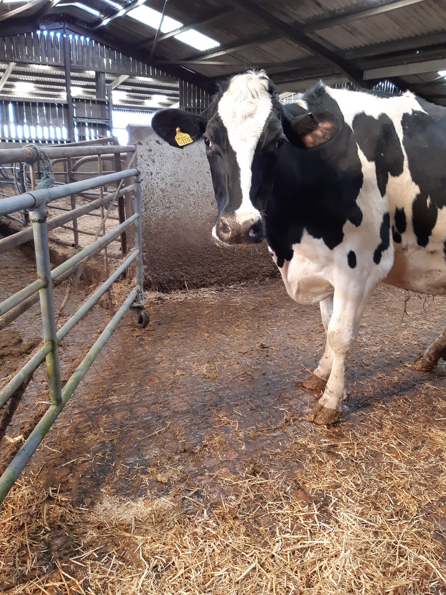Herdsperson Course | Drove Farm Vets Swindon
